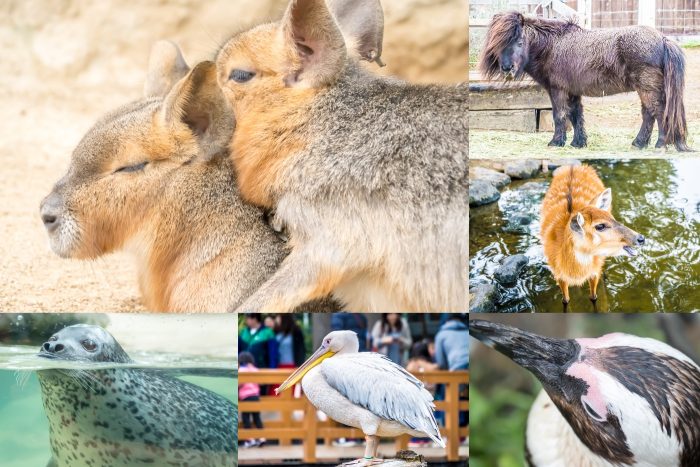 Kobe Trip Part 9: Kobe Animal Kingdom | KOSUBLOG